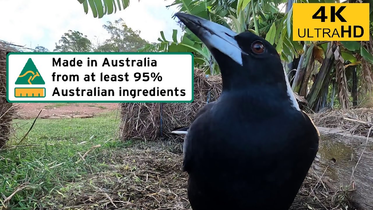 Australian Magpies come for three bales; epic magpie running footage ...