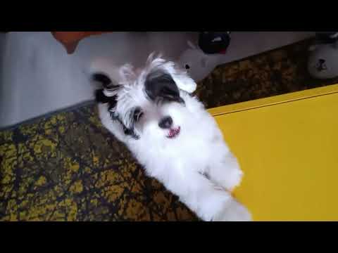 Nero Taranmaktan Hoşlanmıyor! 🚫🐾 Köpek Bakımı ve Tımarı Zor Mu?