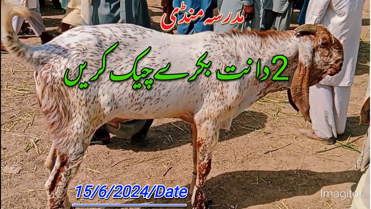 Madrasa Mandi 2dant color print waly bakry online mandi ka Visit zaror ...