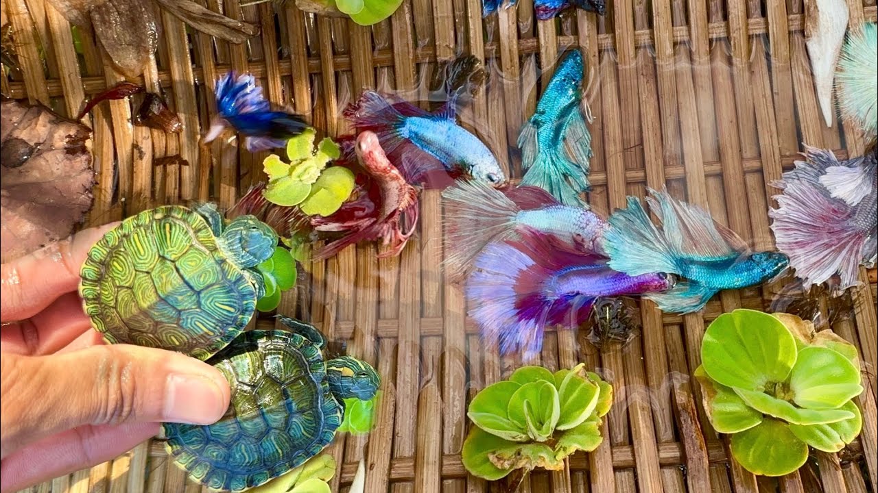 Chasing Beauty: Catching Wild Betta Fish in Nature - YouTube