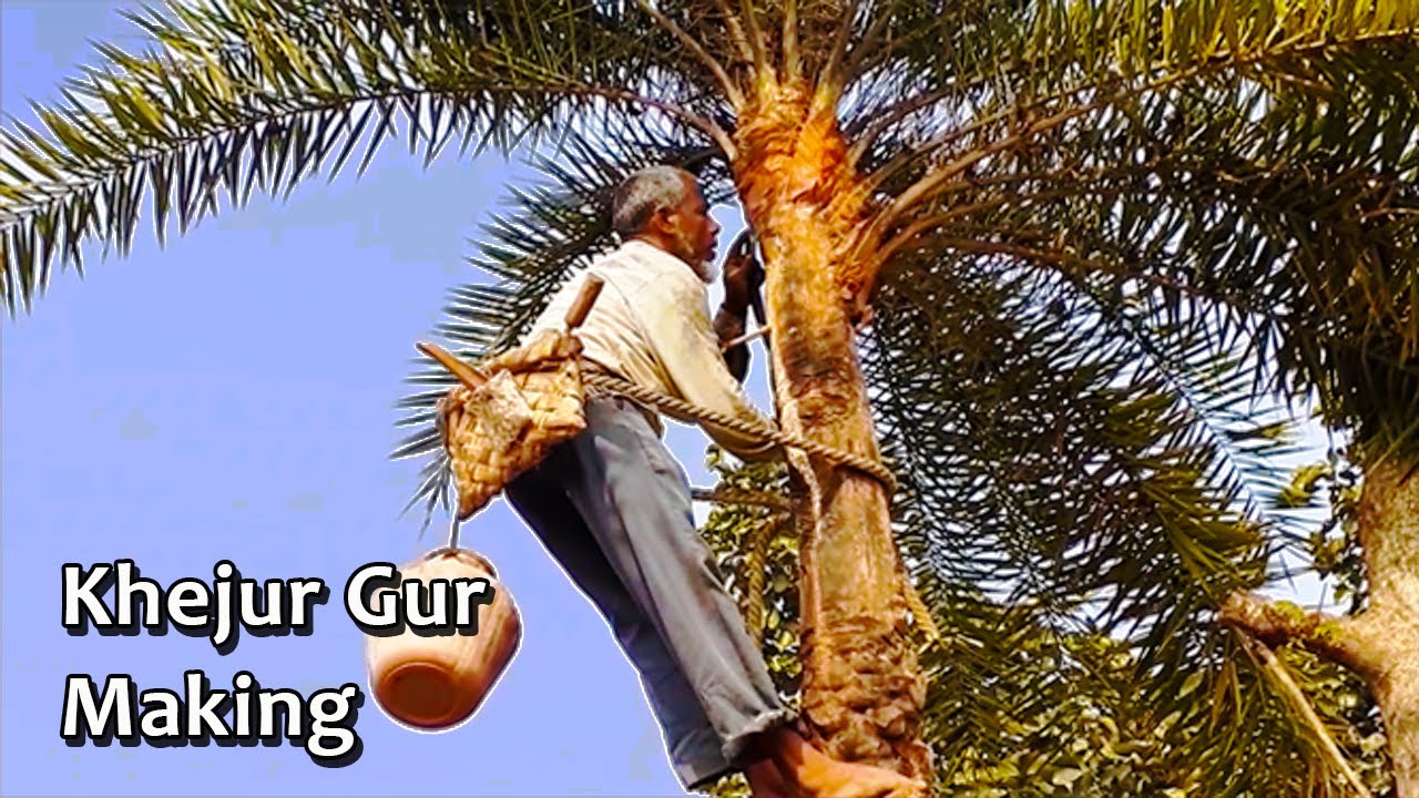 Khejur gur kaise banta hai | Date palm jaggery making in Purulia ...