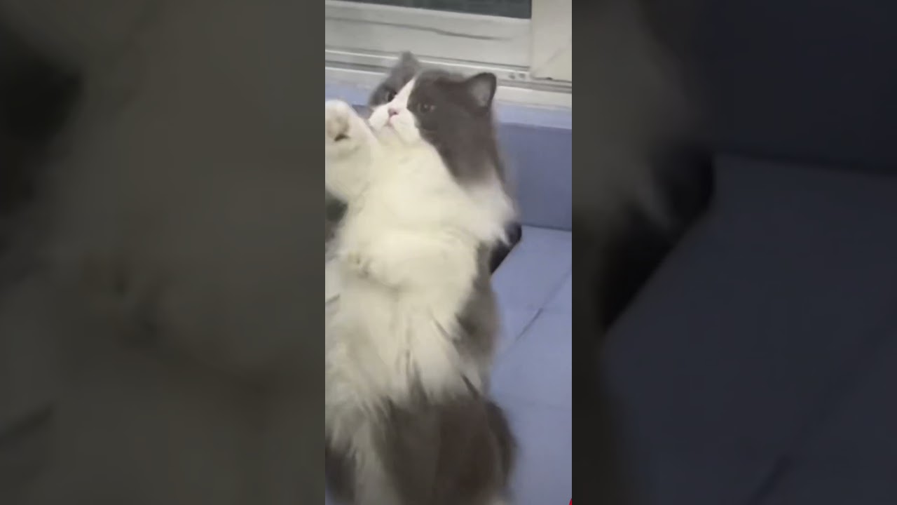 cat 🐱| #viral #shorts | @jps_animals_lover - YouTube