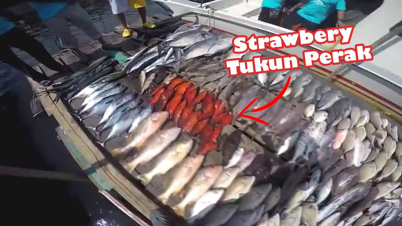 MENCARI GT DAPAT STRAWBERY TUKUN PERAK 2017--SKIPPER KKN SEAHUNT ...