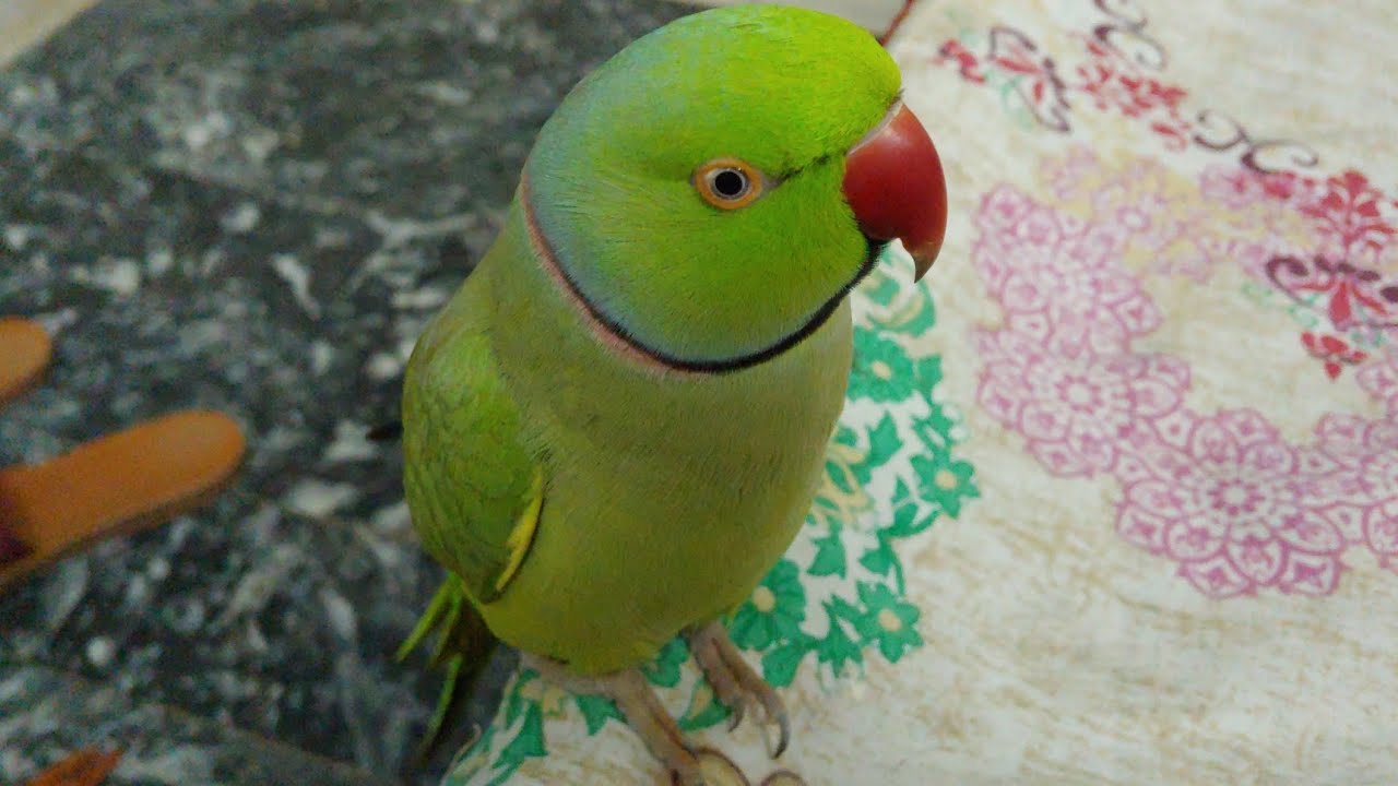 My Rio Parrot Saying Hello || Friendly Talking Parrot 💚 - YouTube