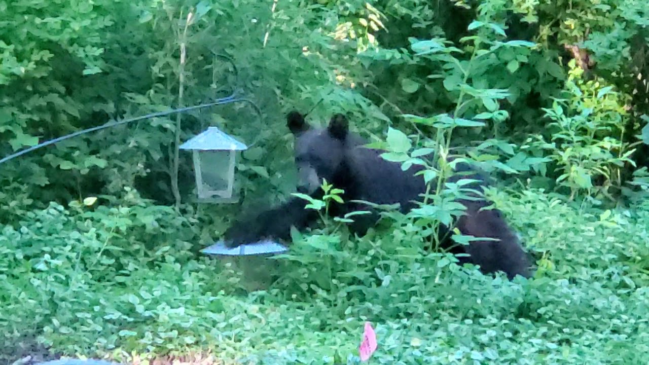 Black bear in my yard - YouTube