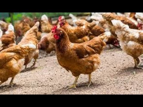 Chicken Bloxburg Decal Ids! - YouTube