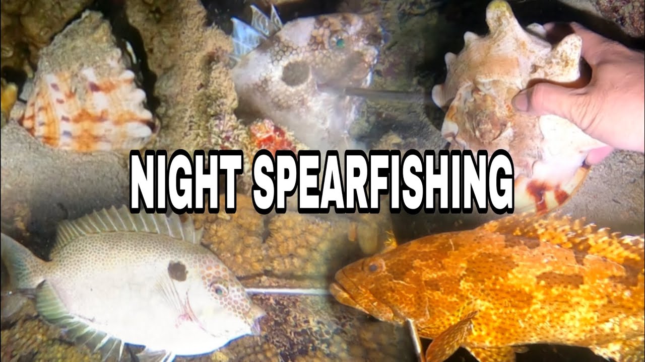 Night spearfishing fish hunting at night Episode 90 - YouTube