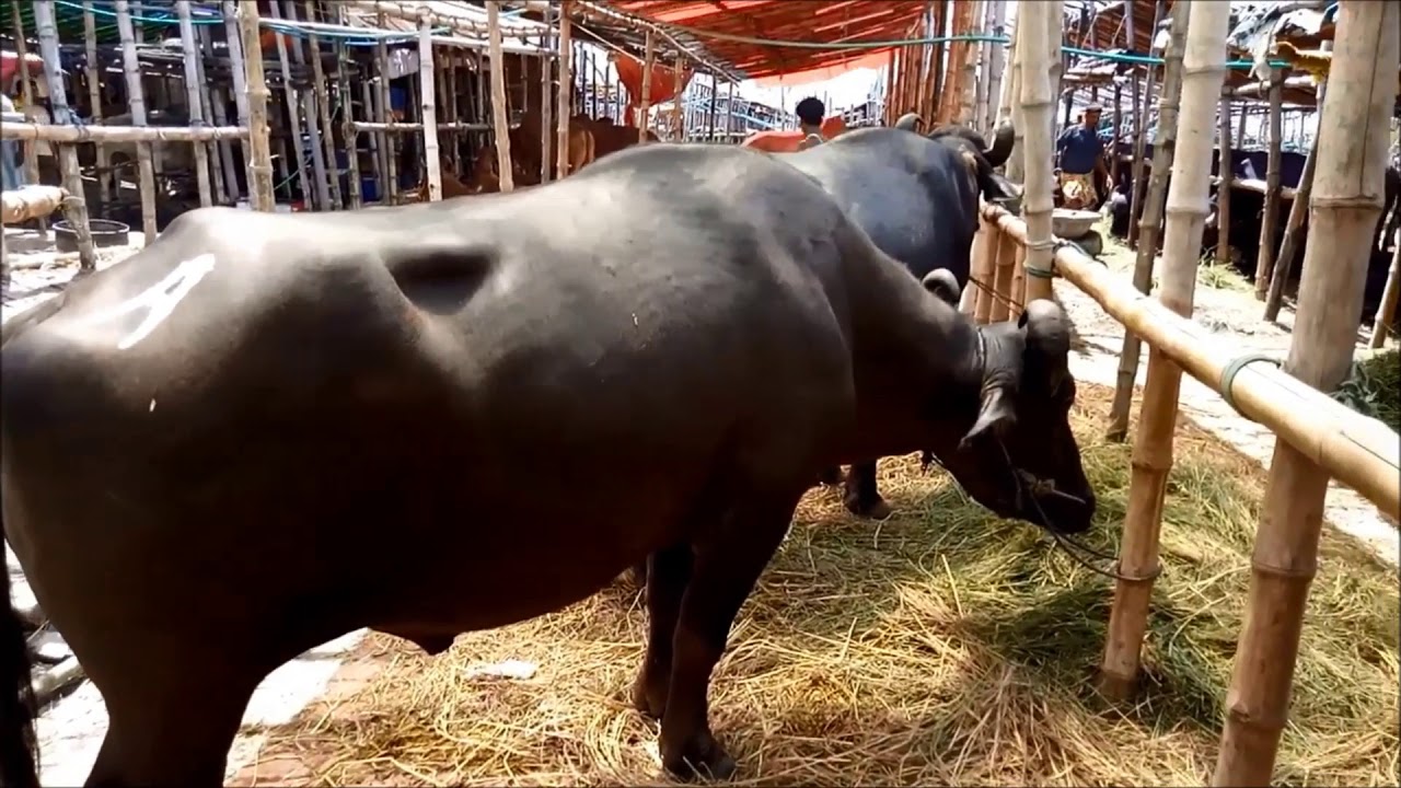 Buffalo Market in bangladesh | Murrah Buffalo | Gabtoli Haat in Dhaka ...
