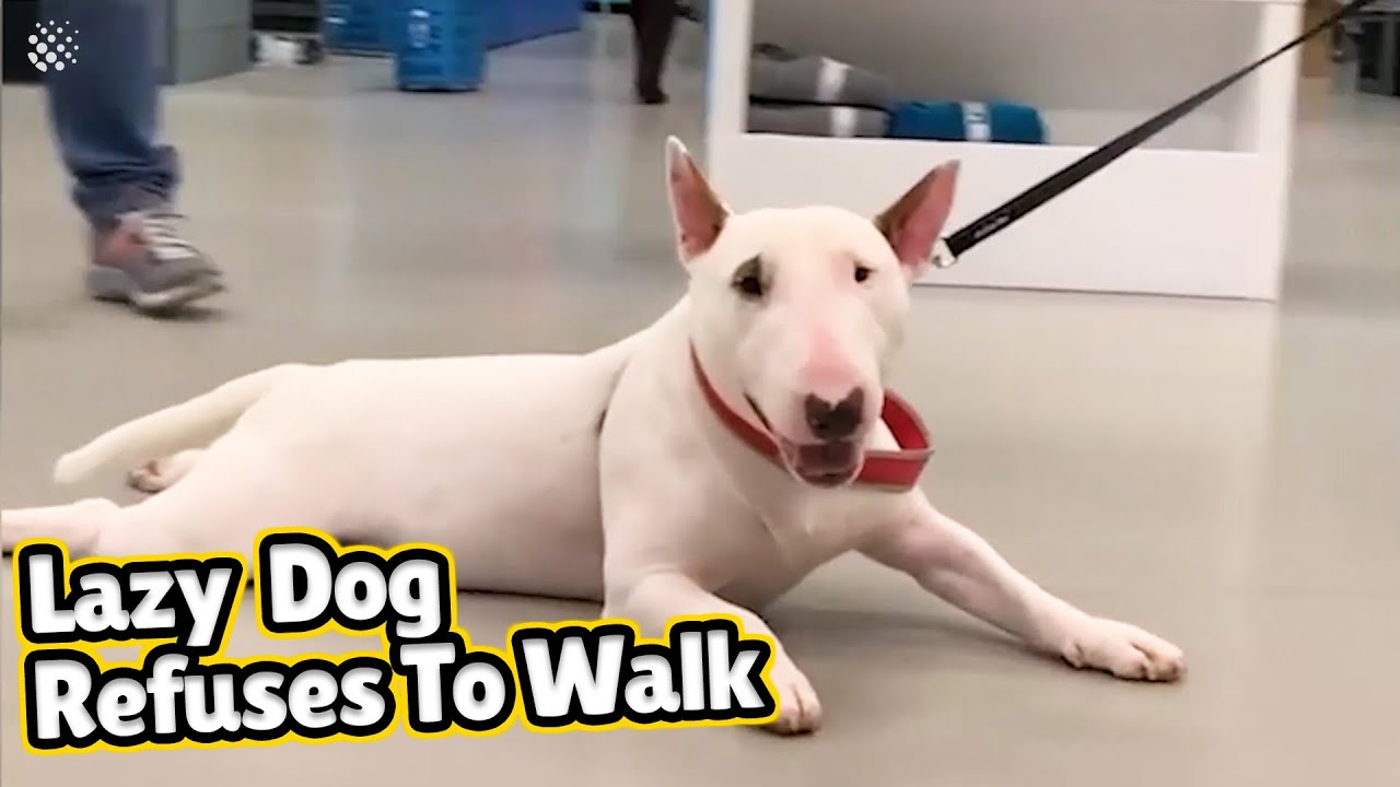 Incredibly lazy dog loves refuses to walk wherever he goes - YouTube