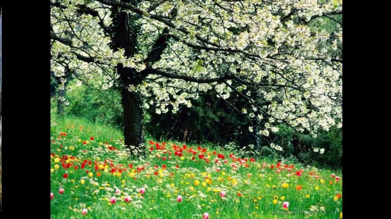 Momente din Simfonia Primaverii de Vivaldi - YouTube