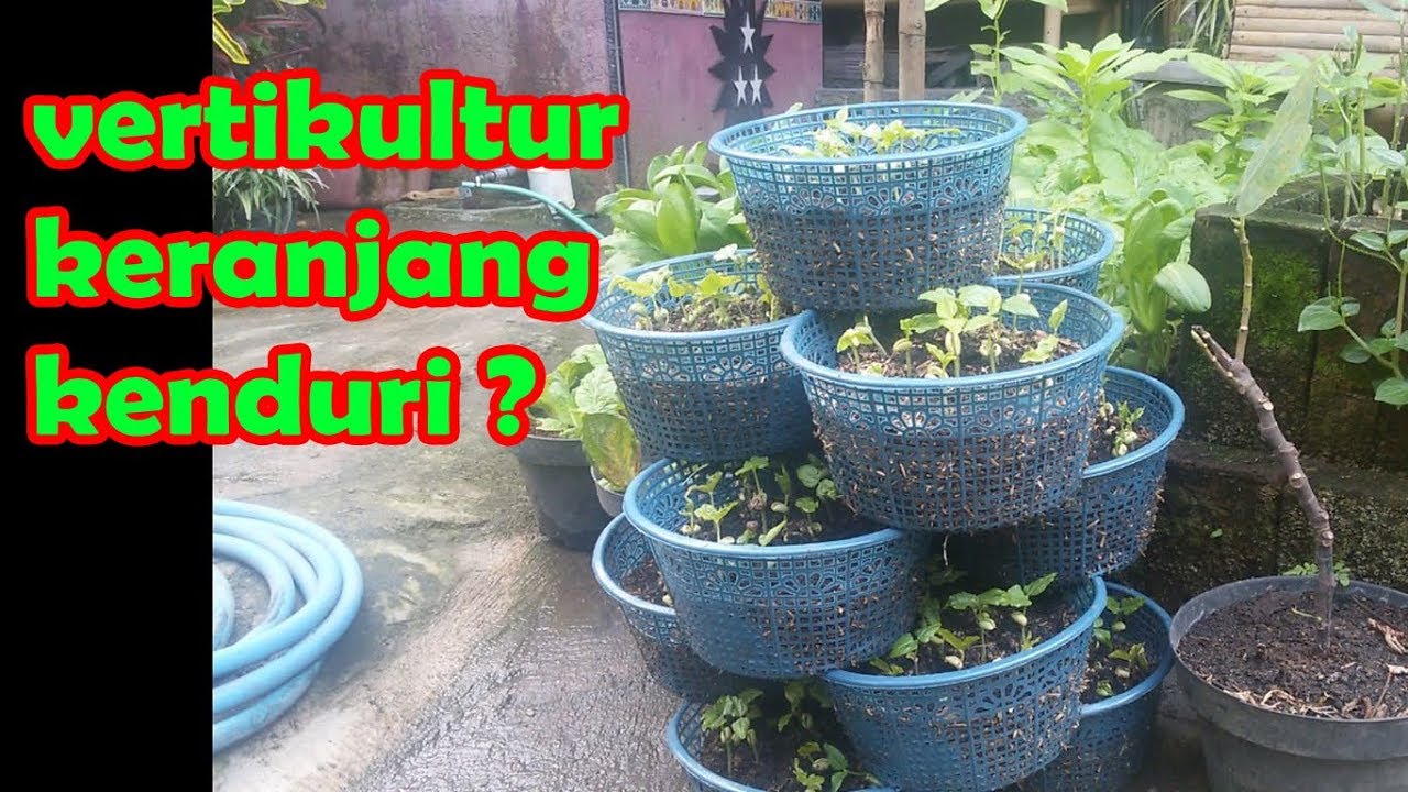 #TIS Tanam Sayur Subur dg Vertikulture Keranjang | Sawi,Bayam| Cheap ...