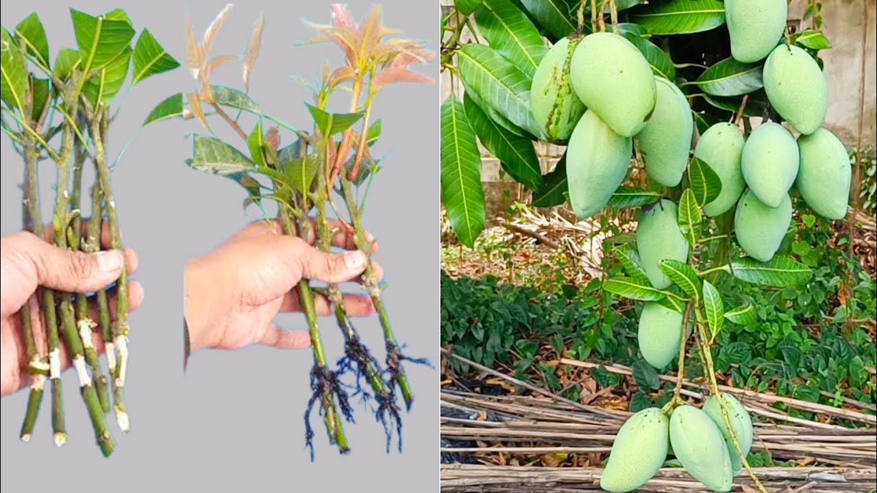 A new way to propagate fruit trees from branches using aloe vera ...
