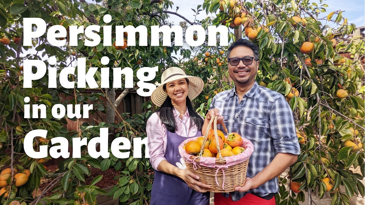 Persimmon Picking in our Garden 😍 (So Many!!) | The Fil-Am Cam S01 E05 ...