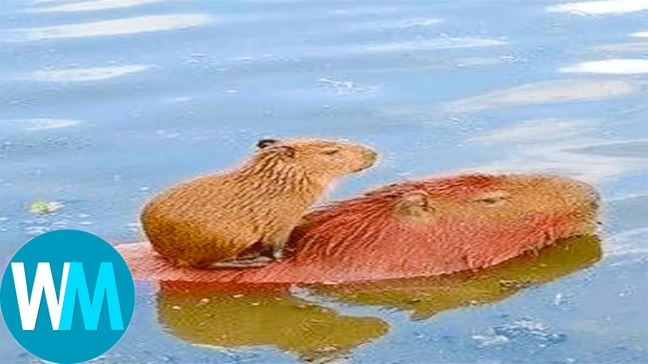 top 5 capybara (part 3) - YouTube
