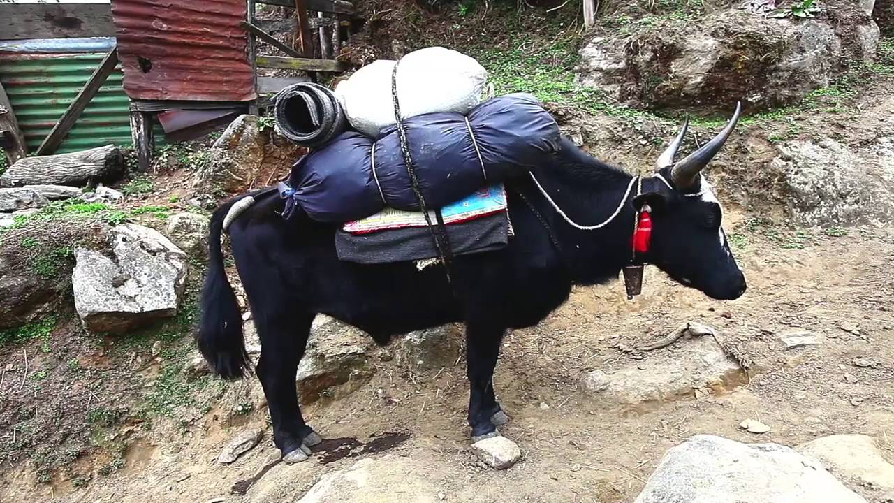 Yak Riding in Sikkim - YouTube
