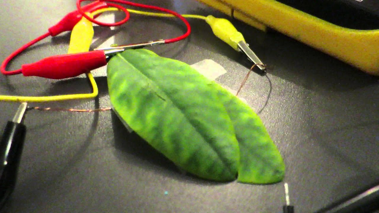 Shaking Leaf (by Alberto) - YouTube