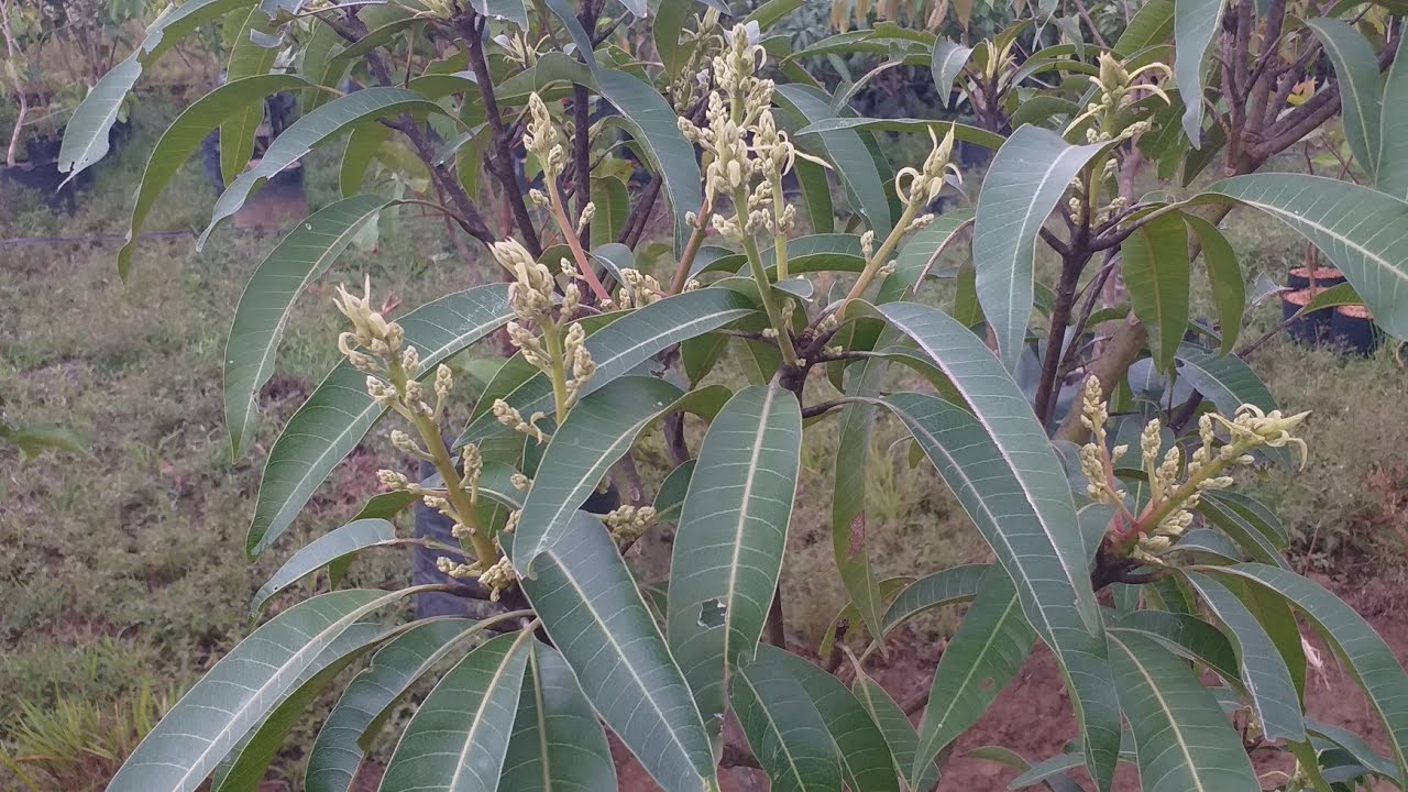 cara agar pohon mangga satu meter sudah bisa muncul bunga full semua ...