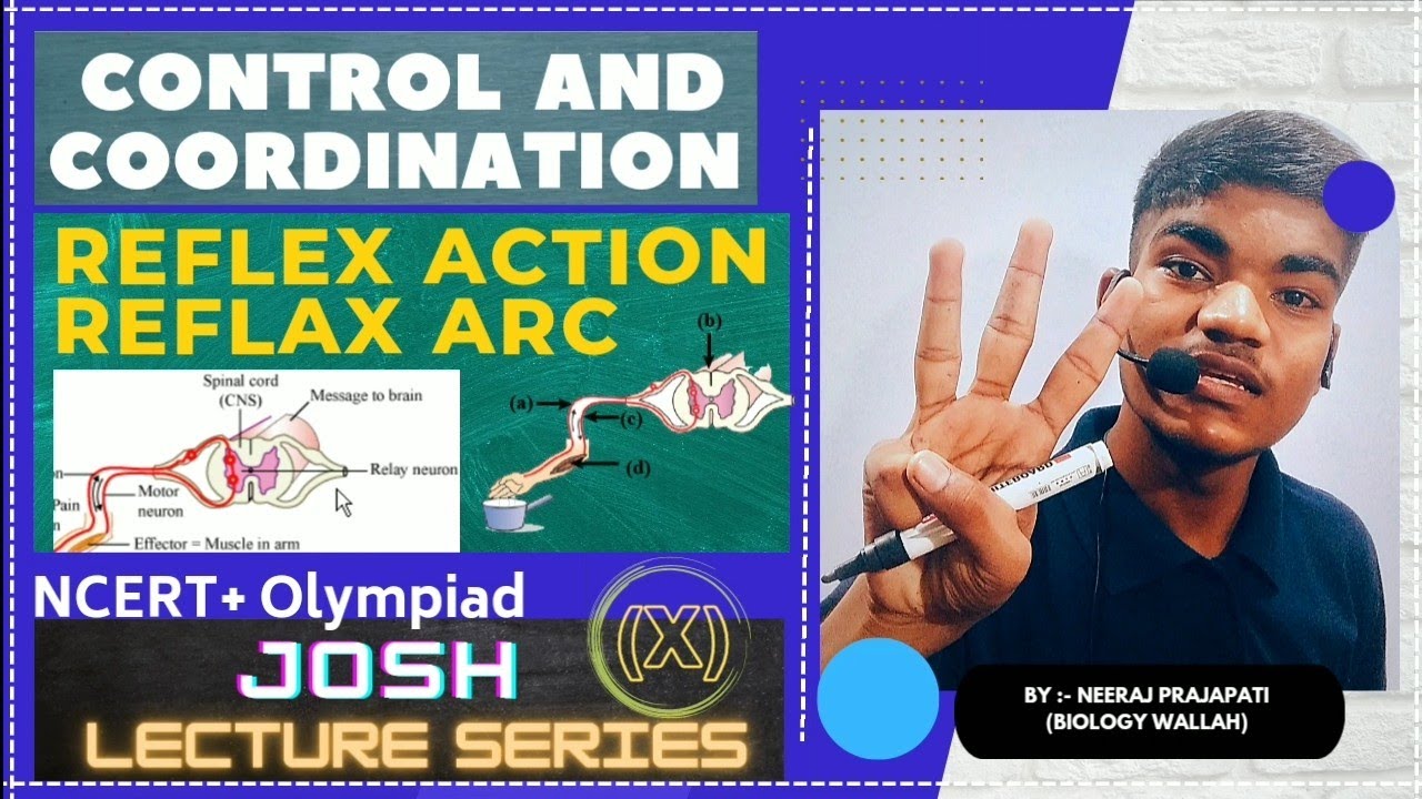Reflex Action & Arc l Control And Coordination l Class 10th l Ncert ...