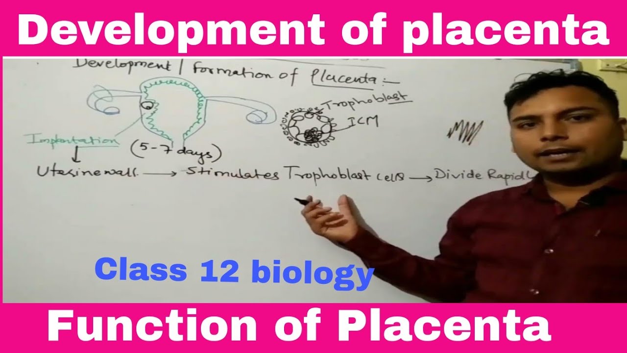 Class 12 biology l Development of placenta and function of placenta ...