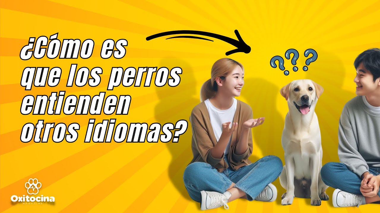 Los perros pueden distinguir entre diferentes idiomas. ¿Sabes cómo lo ...
