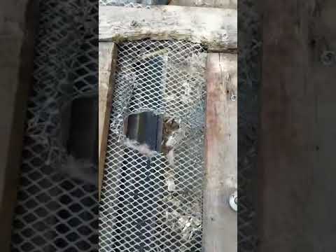 Sansar Tuzağı Parçalayıp Kaçtı  ! (marten ripped the trap)