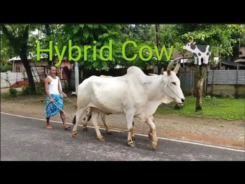 Hybrid Cow || Amazing Cow || Cross brid - YouTube