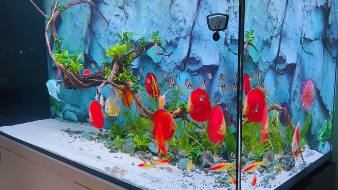 Beautiful Planted Royal Red Ruby Discus Tank | Amazing Discus Tank ...