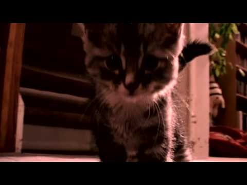 Dexter (The Cat) - Season 1 Episode 1 - YouTube