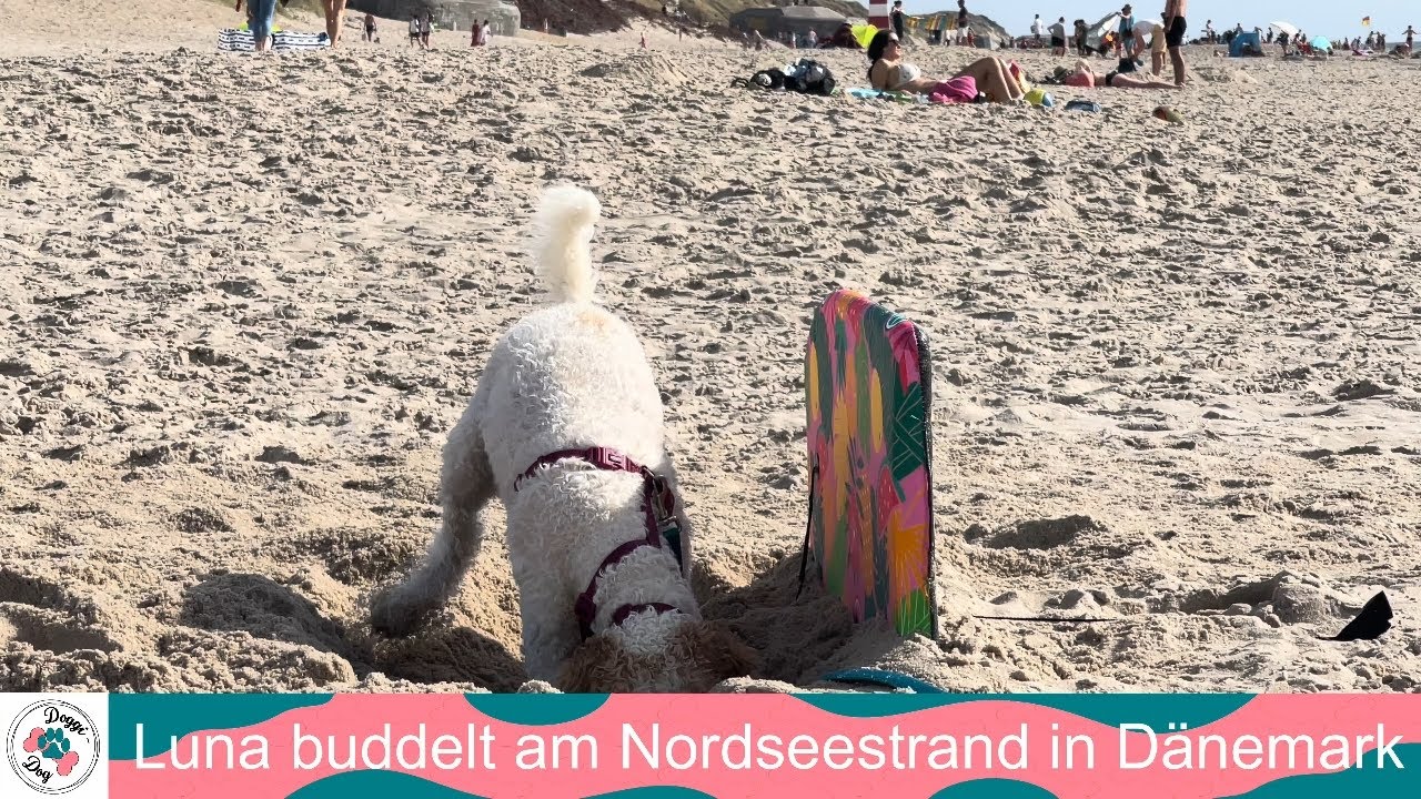 Unser Lagotto Luna buddelt am Nordseestrand in Dänemark bei Sondervig ...
