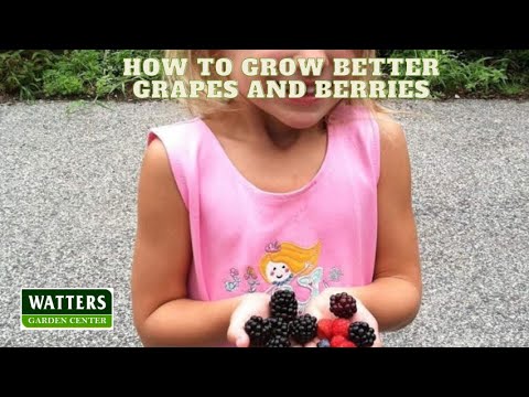 How to Grow Better Grapes and Berries - YouTube