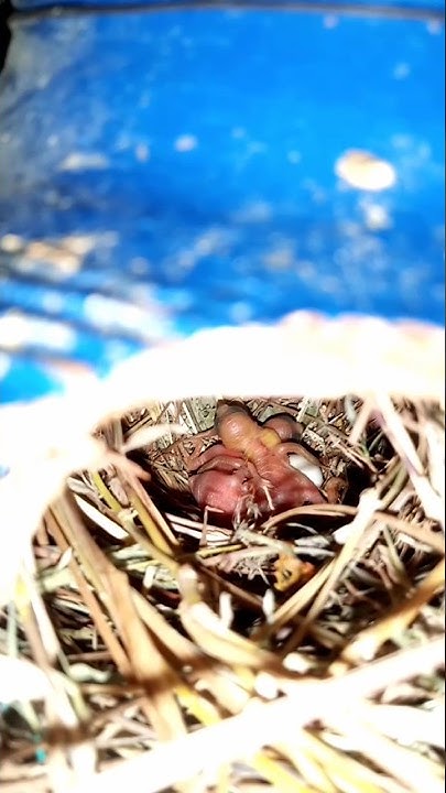 Java sparrow chicks growing well in nest😍 #ytshorts - YouTube