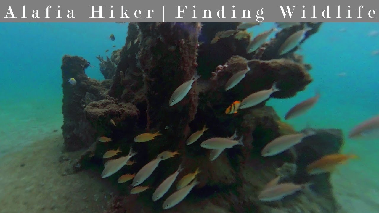 Snorkeling at Phil Foster Memorial Park - YouTube