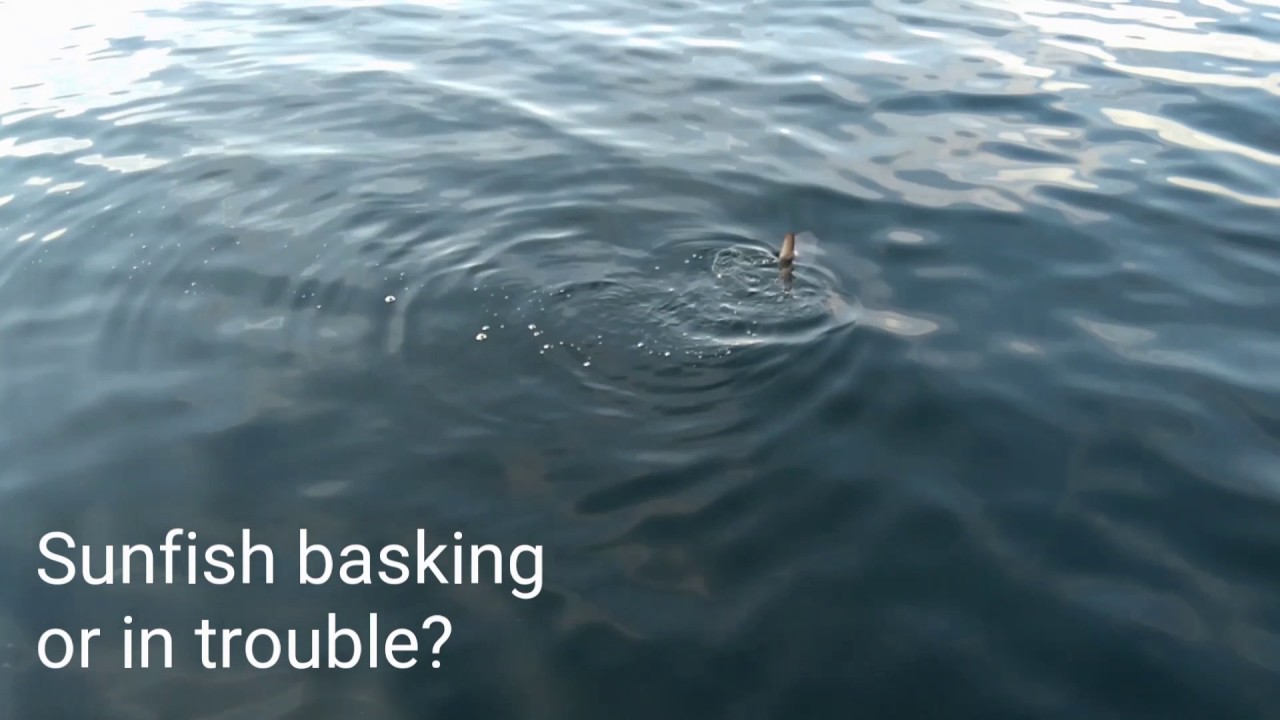Sunfish basking? Near the Kyles of Bute. - YouTube