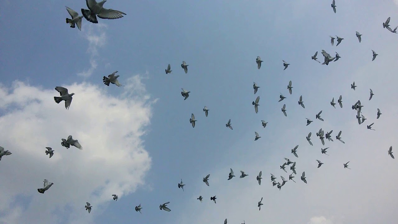 Kabutar bazi in india hyderabad amazing 200 neelay pigeons - YouTube