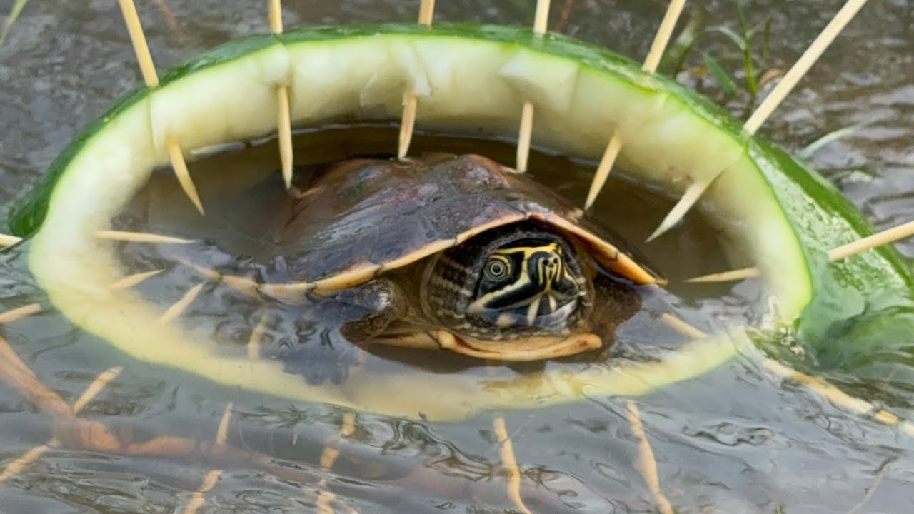 How to Catch Turtles in traditional way so interesting - YouTube