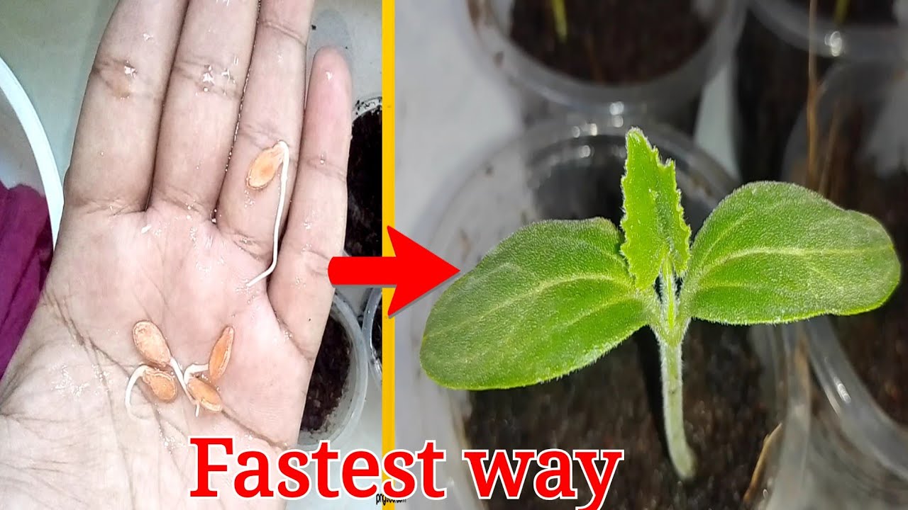 How to grow winter melon from seeds - YouTube