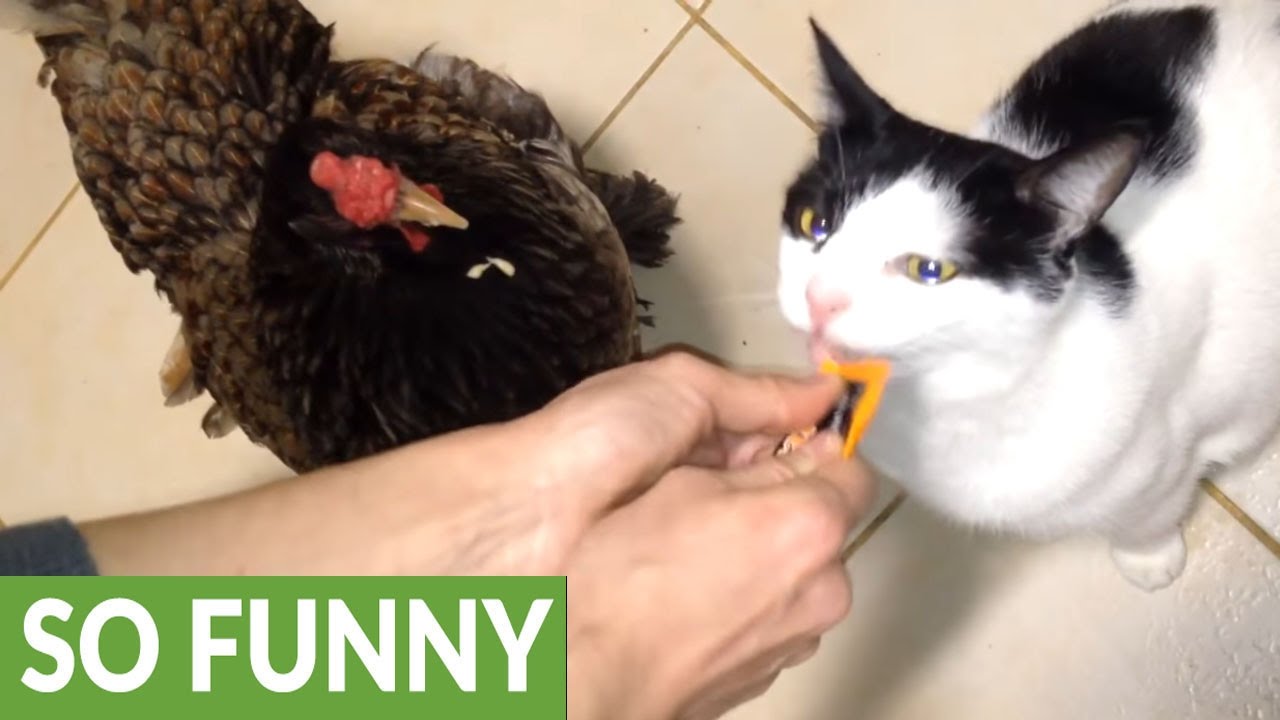 Cat shares treat with his chicken friend - YouTube
