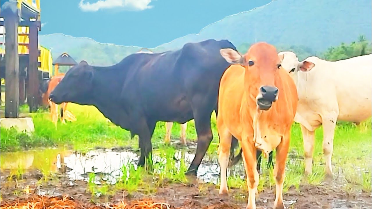 sapi sapi lucu main lumpur, pedet,mooo, sapi jumbo - YouTube
