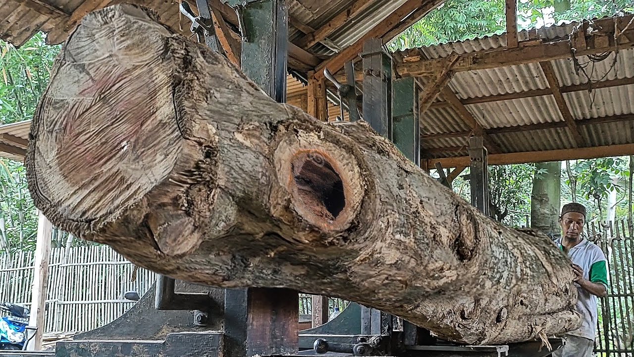 surprising discovery of a curved teak tree trunk full of bumps - YouTube