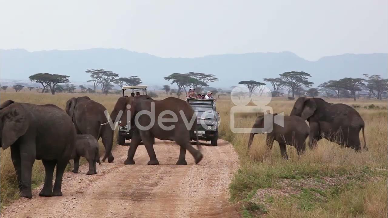 Elephants migrate across the plains of the Serengeti Tanzania Africa ...