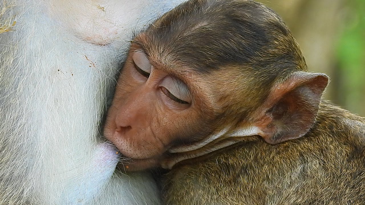 SO LOVELY BABY MONKEY FALLING SLEEP DRINK SWEET MILK MOM. - YouTube