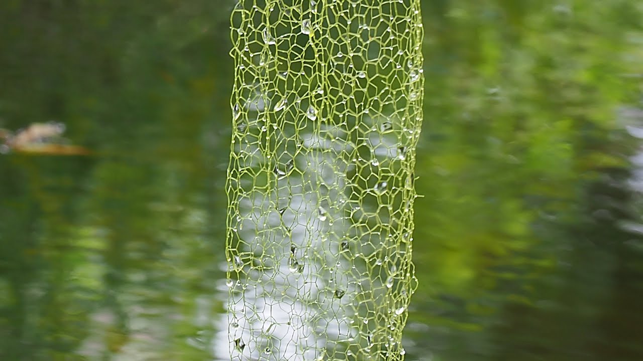 アミミドロ Water net Hydrodictyon (Class Chlorophyceae) - YouTube