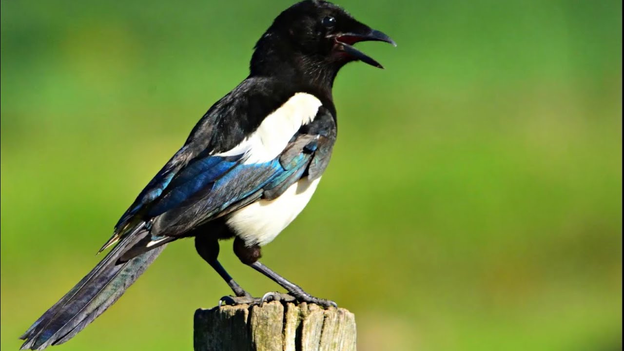 Dealing with Magpie, Hunting and deterring this nuisance bird - YouTube