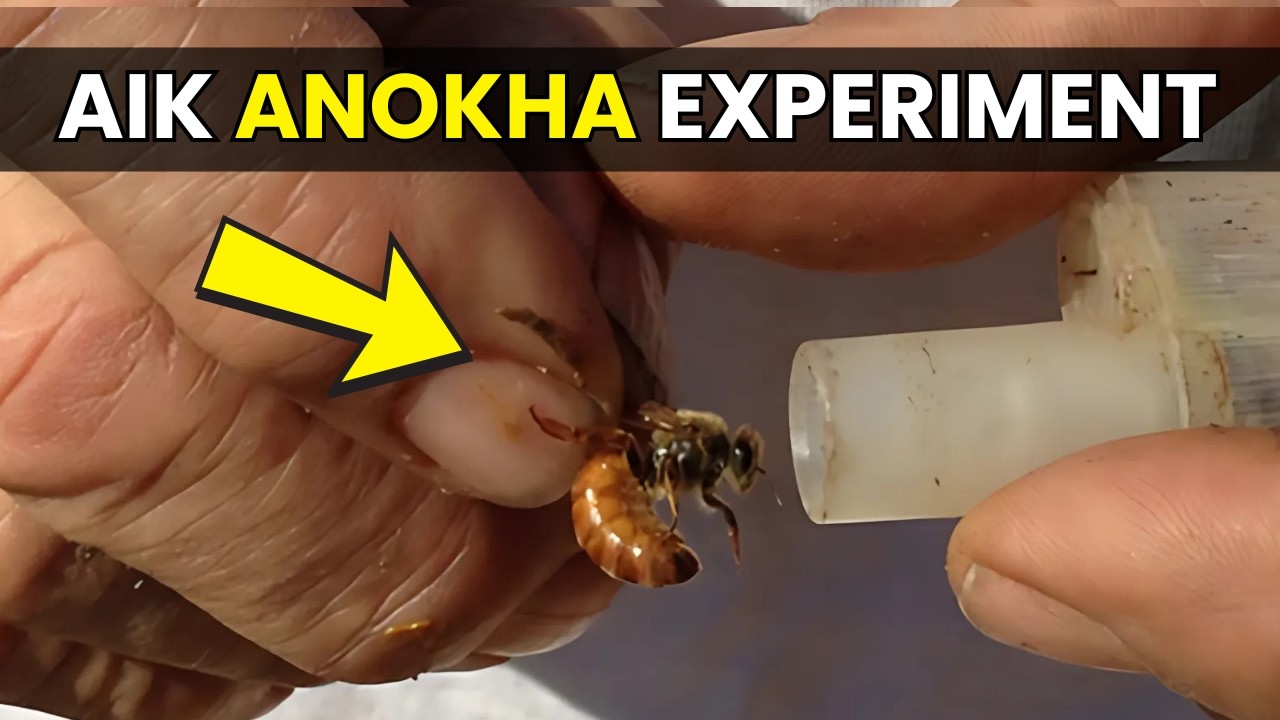 MOST Intelligent BEES | Honey Bees Detect Explosives - YouTube