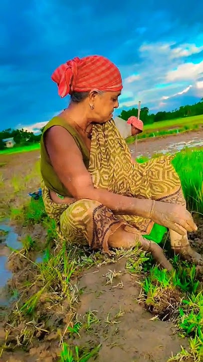 Assam dhan khet - YouTube