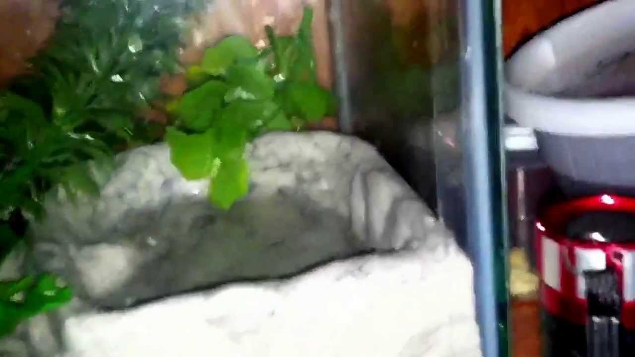 Grey Tree Frog Enclosure - YouTube