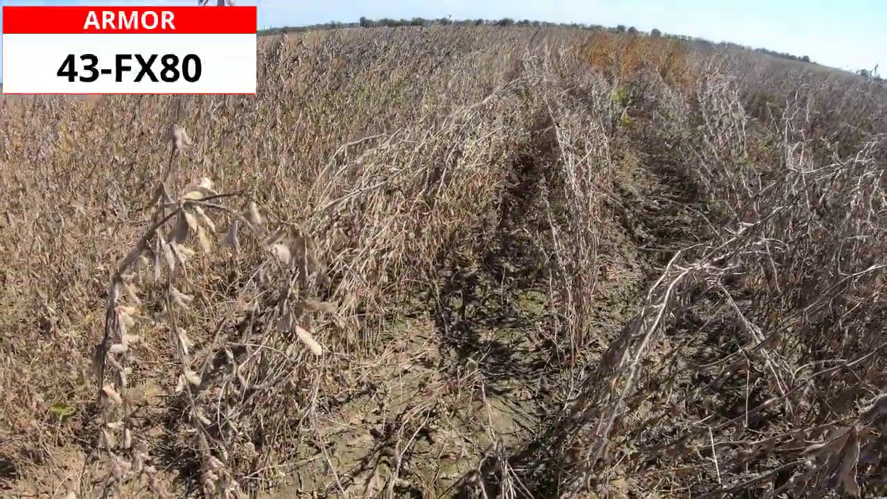 XtendFlex Soybean Trial - Armor Only - YouTube