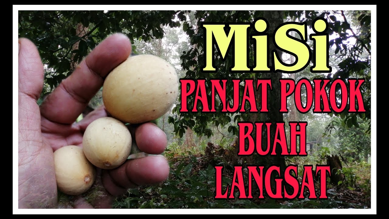 MISI 1 | MENCARI DAN MEMANJAT POKOK BUAH LANGSAT - YouTube
