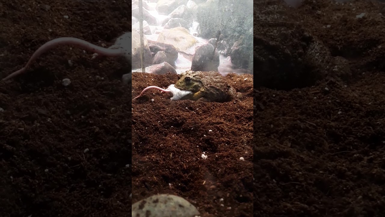 African bullfrog eats live mouse - YouTube