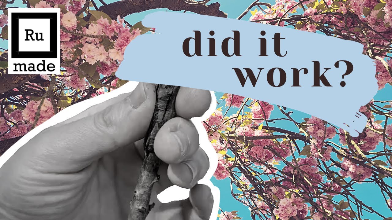Sakura Grafting Update- how did my cherry blossom grafts do? - YouTube